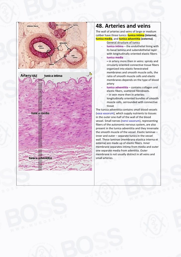 Histology Slide Guide