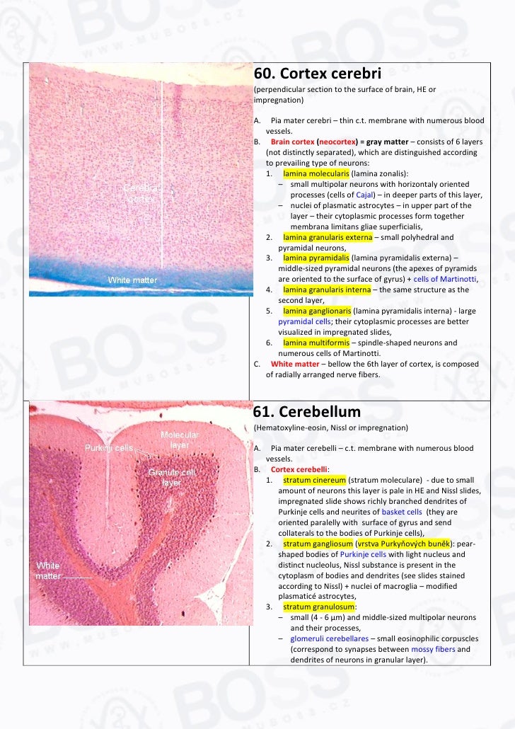 Histology Slide Guide