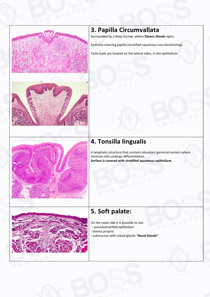 The Cell The Histology Guide How Do You Identify Mitoses? | Pathology