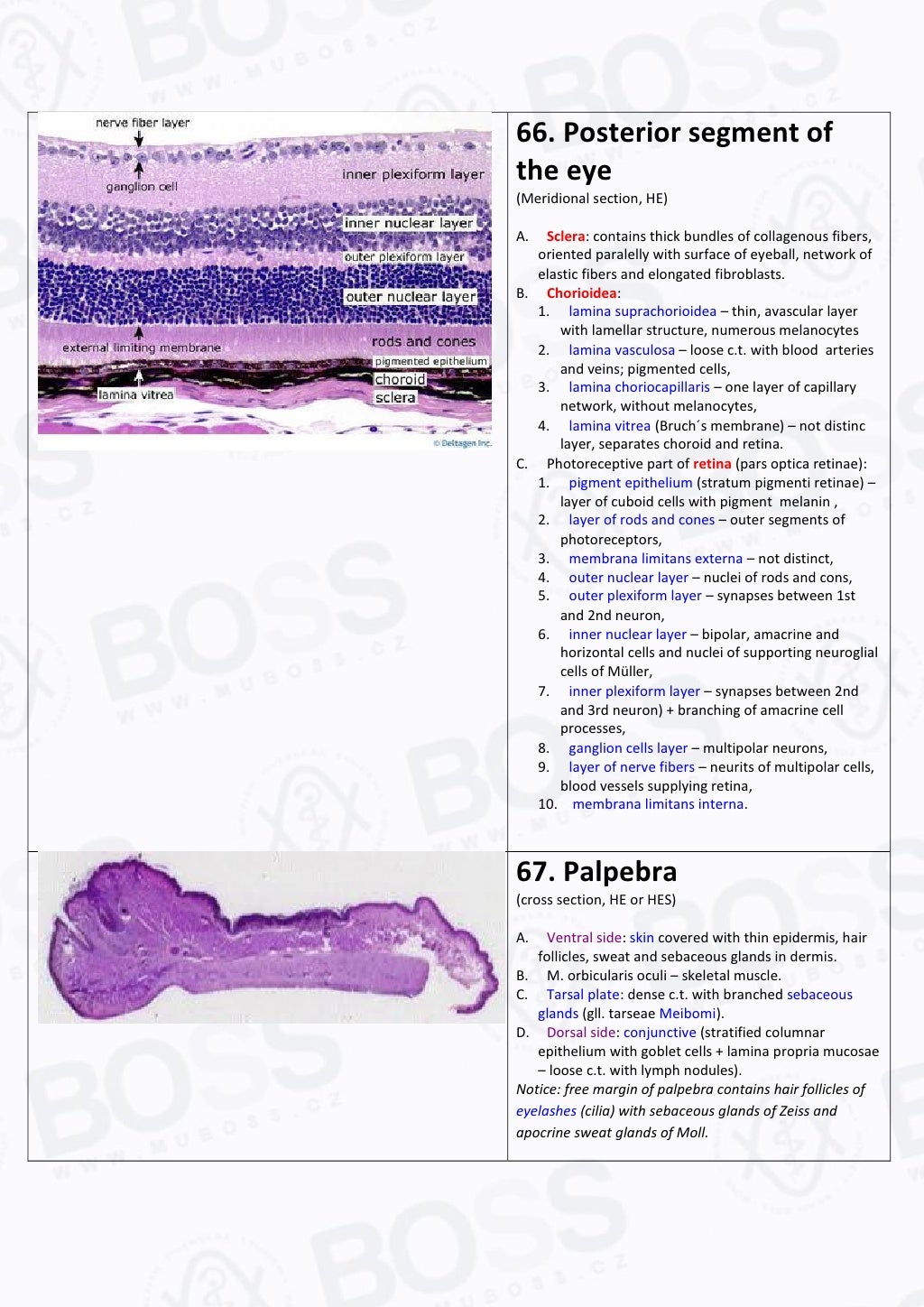 Histology Slide Guide