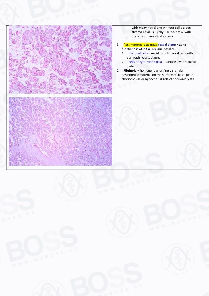 Histology Slide Guide