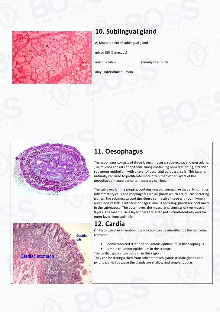 The Cell The Histology Guide
