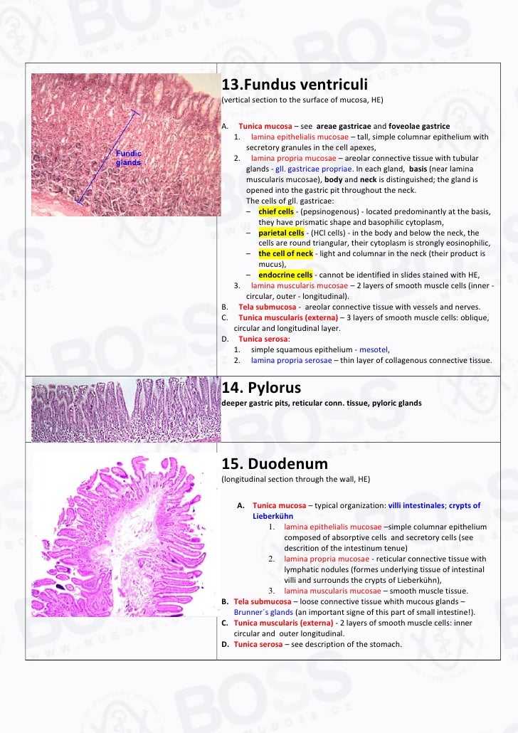 Histology Slide Guide Histology Slide Guide
