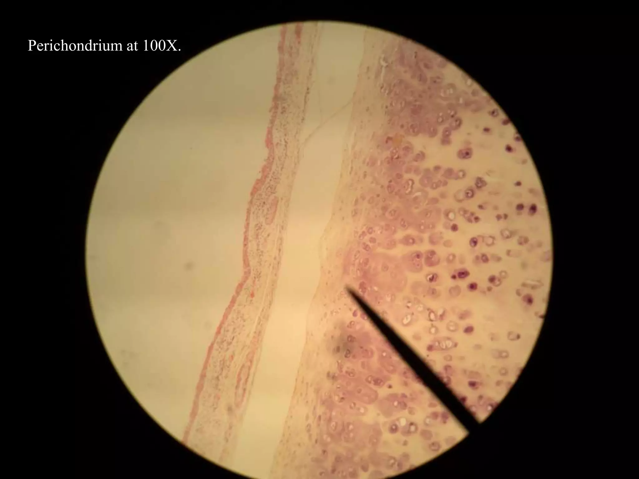 Histology slides | PPTX