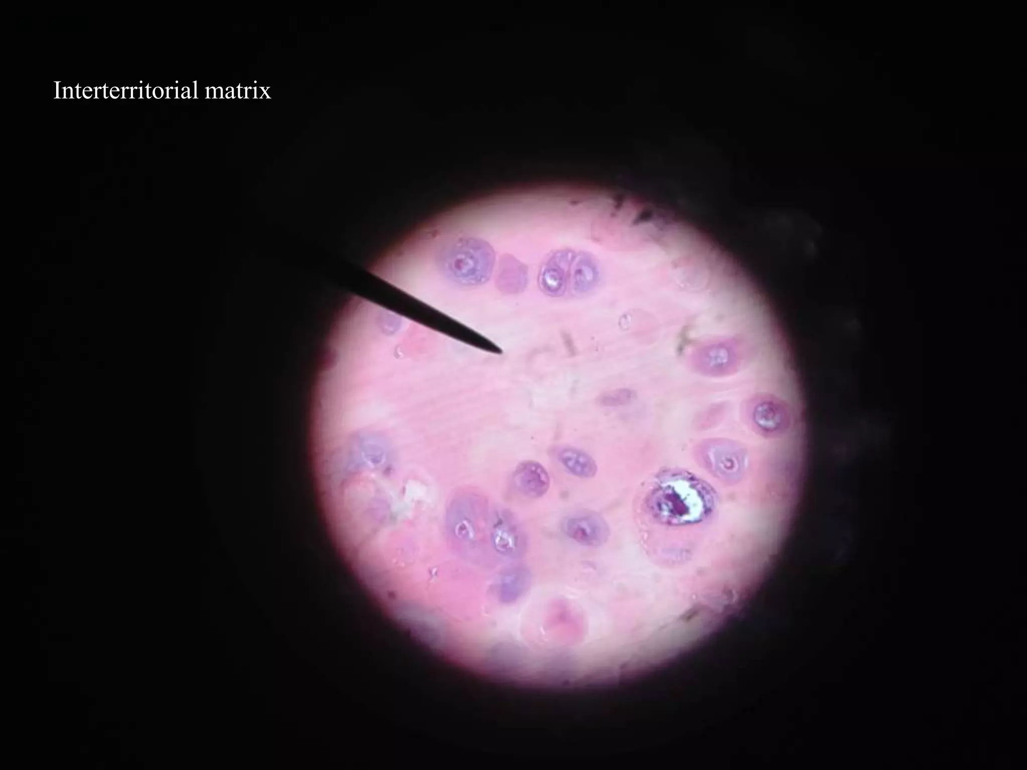 Histology slides | PPTX