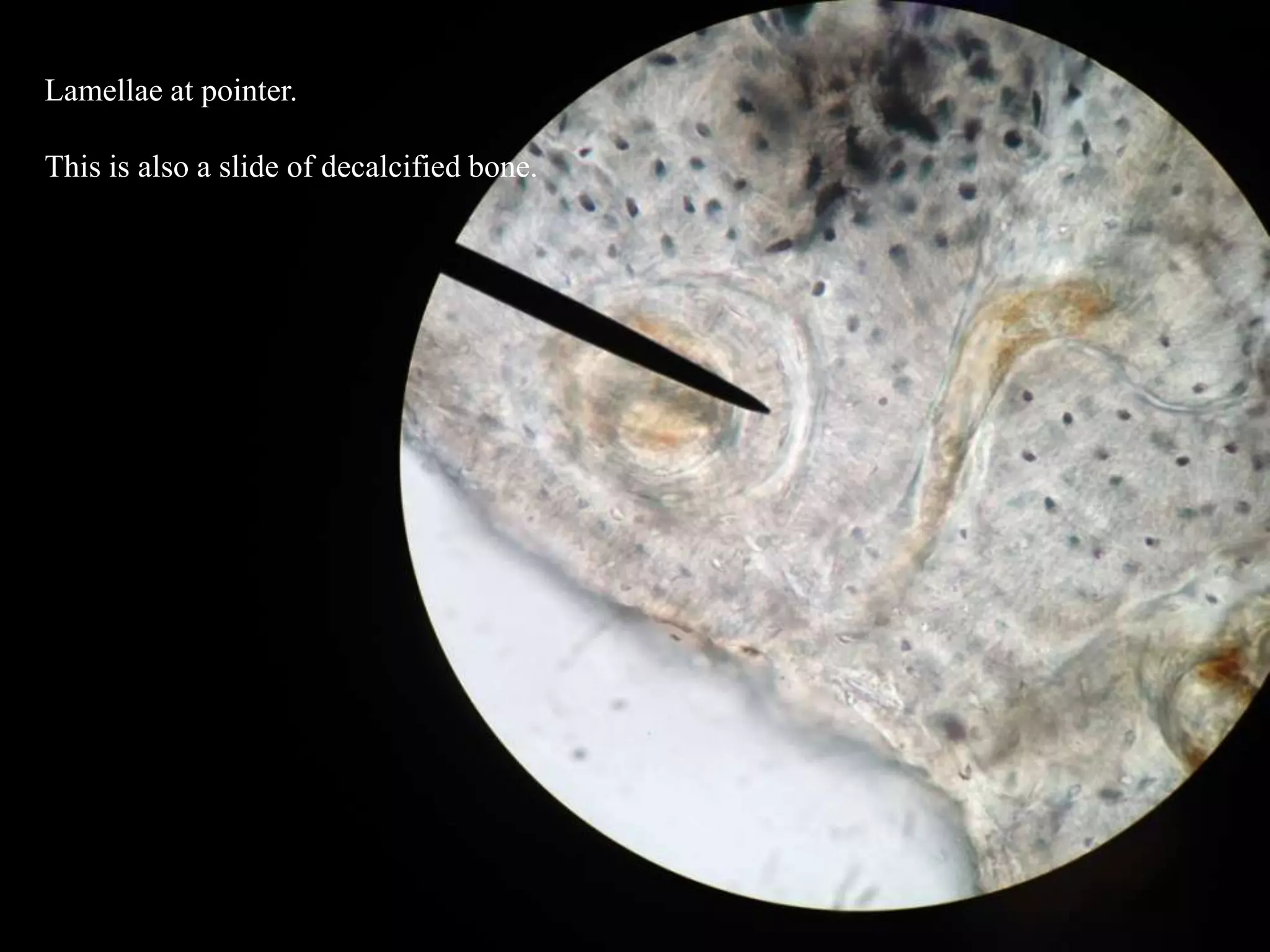 Histology slides | PPTX
