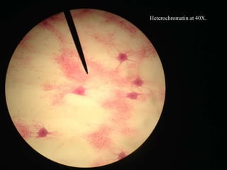 Histology slides | PPTX