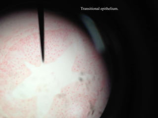 Histology slides | PPTX