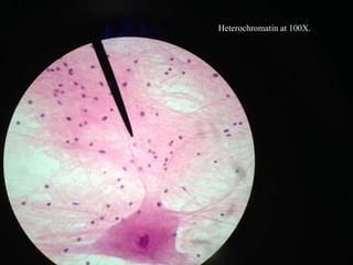 Histology slides | PPTX