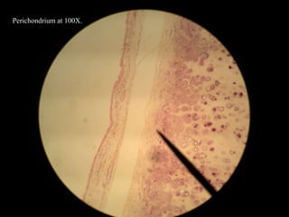 Histology slides | PPTX