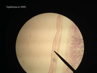Histology slides | PPTX