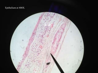 Histology slides | PPTX