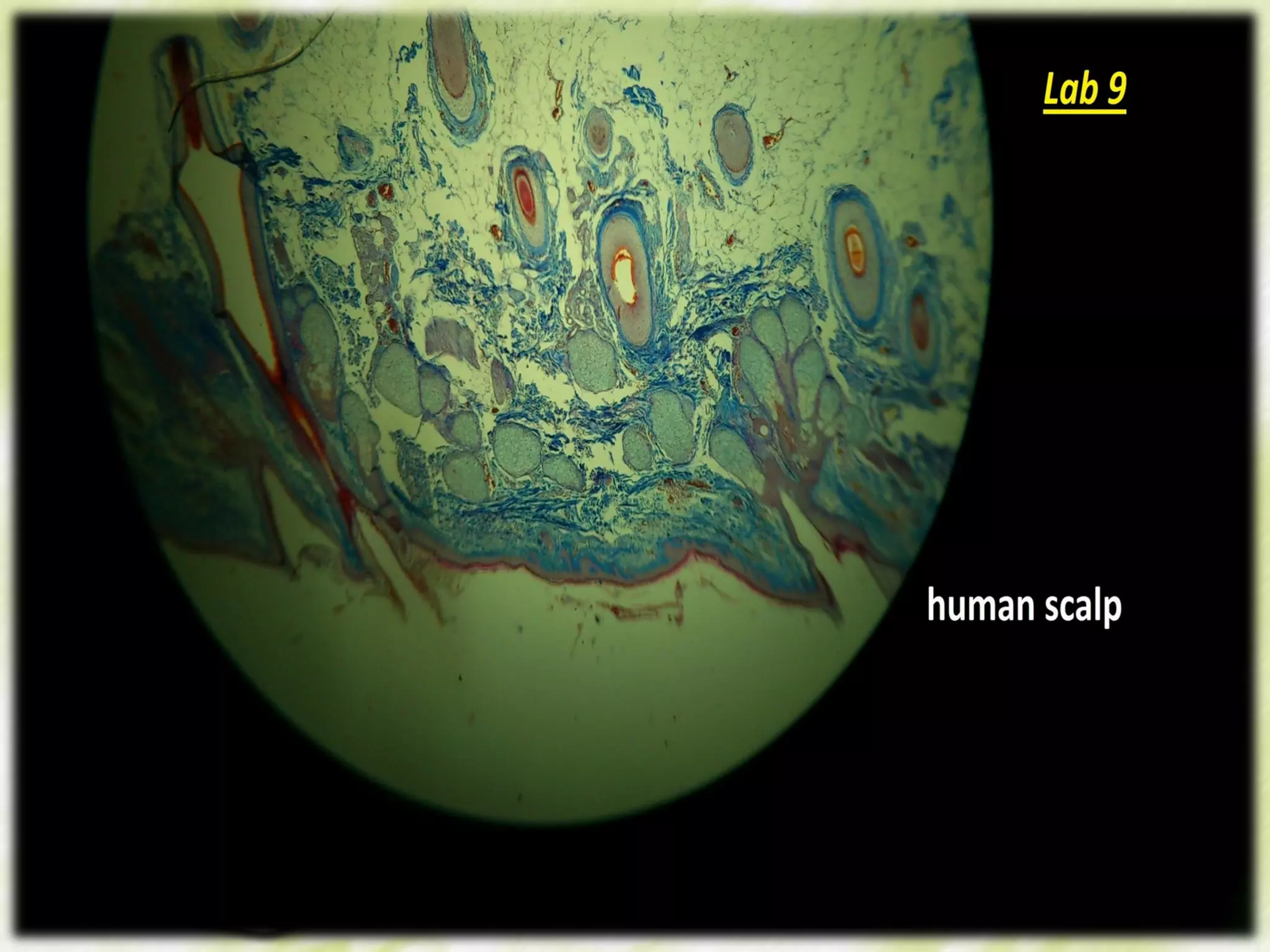 Histology slides | PPT
