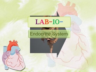 Histology slides | PPT