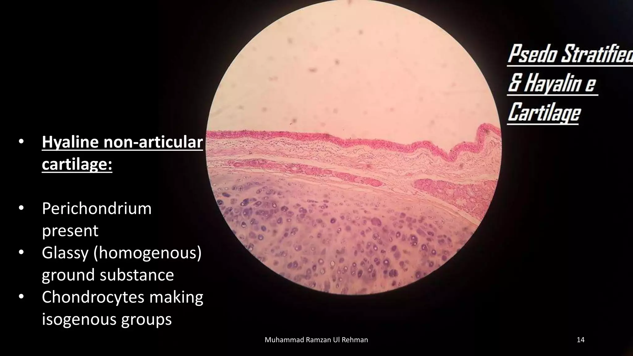 Histology slides for MBBS part 1 uhs | PPTX