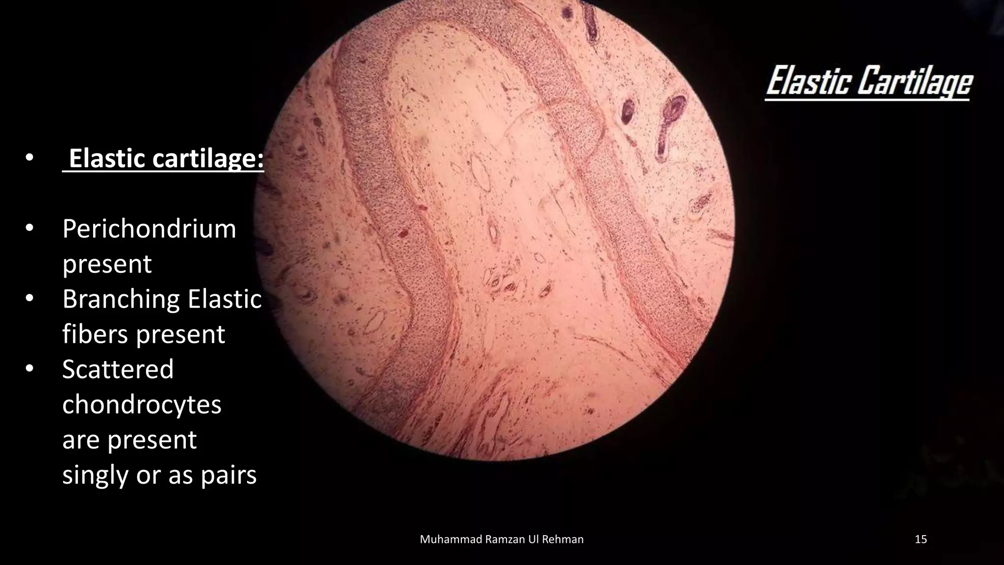 Histology slides for MBBS part 1 uhs | PPTX