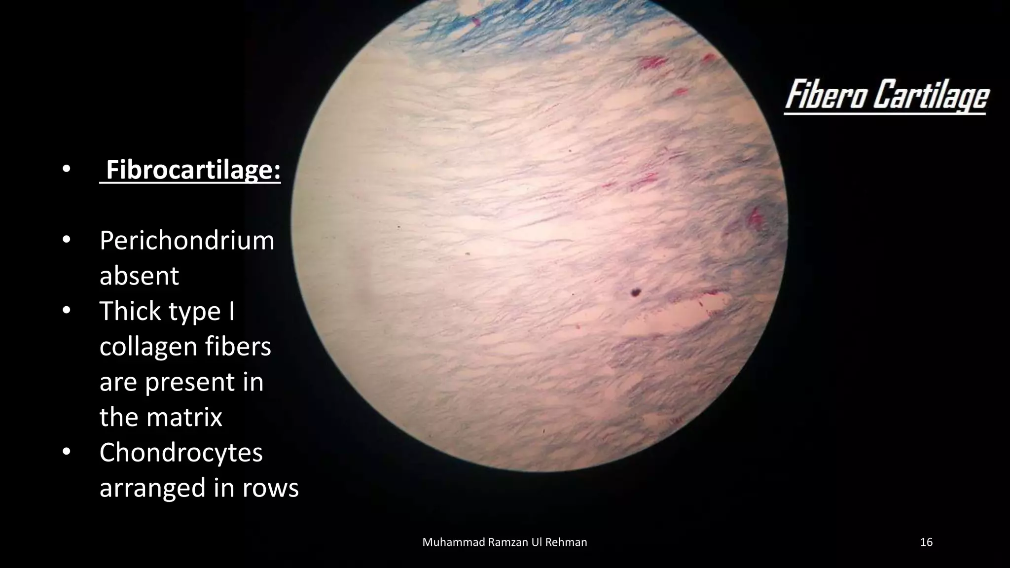 Histology slides for MBBS part 1 uhs | PPTX