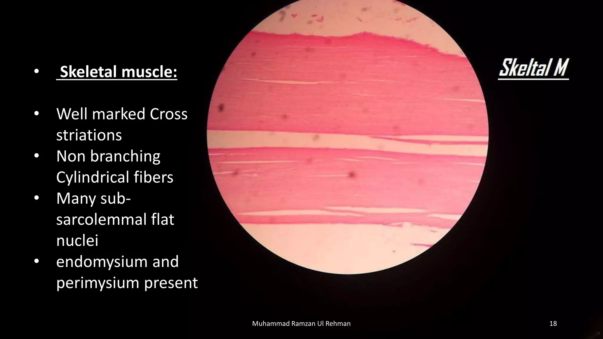 Histology slides for MBBS part 1 uhs | PPTX