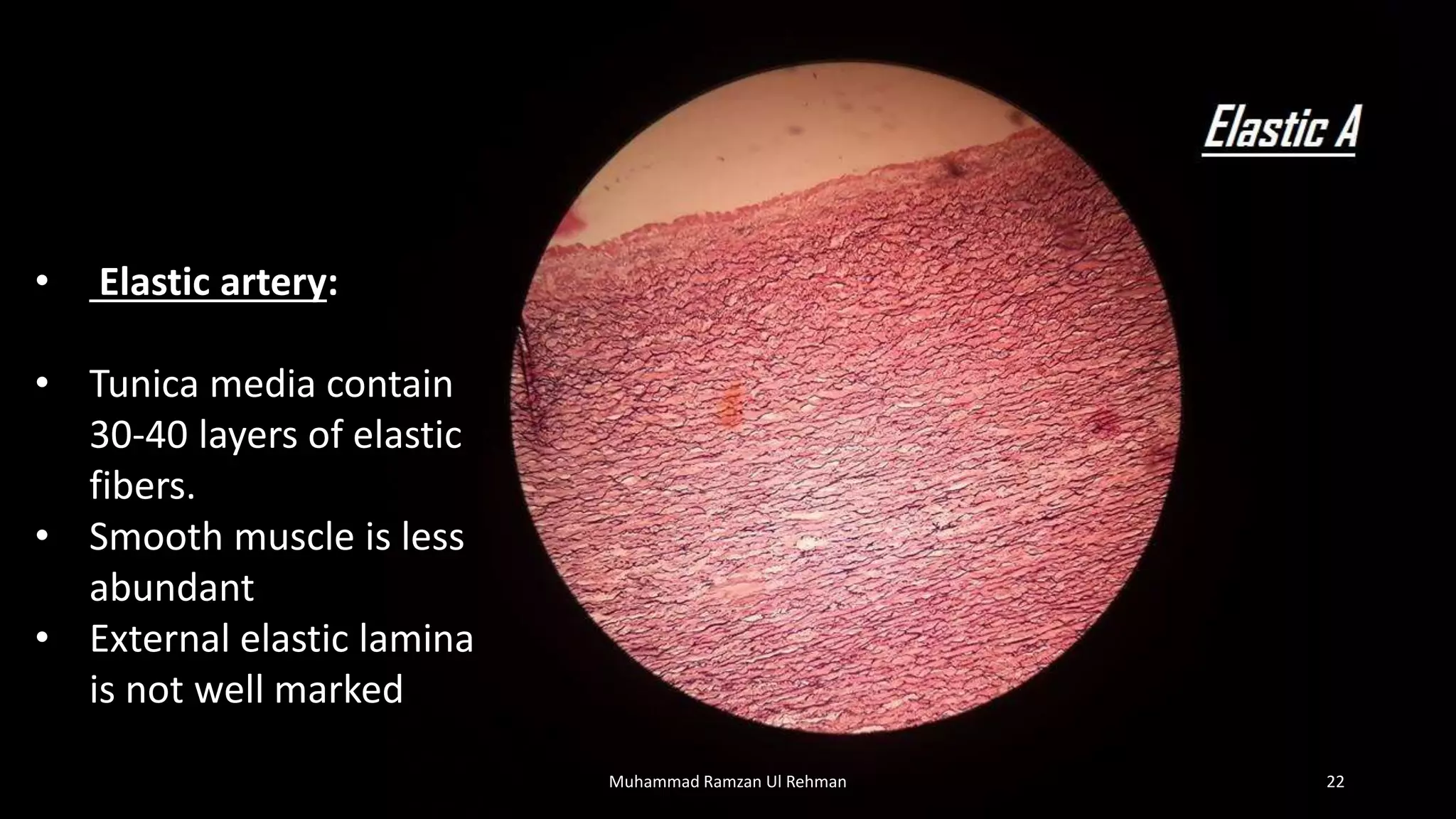 Histology slides for MBBS part 1 uhs | PPTX