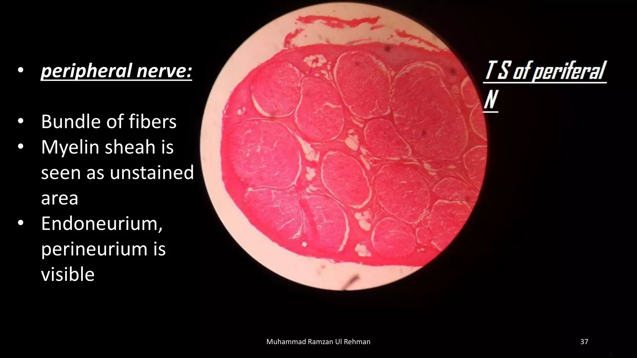 Histology slides for MBBS part 1 uhs | PPTX
