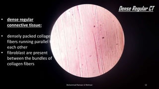 Histology slides for MBBS part 1 uhs | PPTX