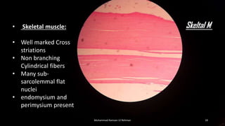 Histology slides for MBBS part 1 uhs | PPTX
