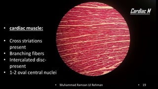 Histology slides for MBBS part 1 uhs | PPTX
