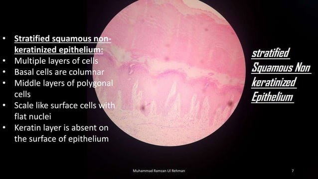 Histology slides for MBBS part 1 uhs | PPTX