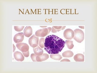 Histology Slides for A&P Lab | PPTX