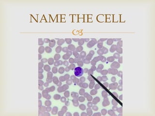 Histology Slides for A&P Lab | PPTX