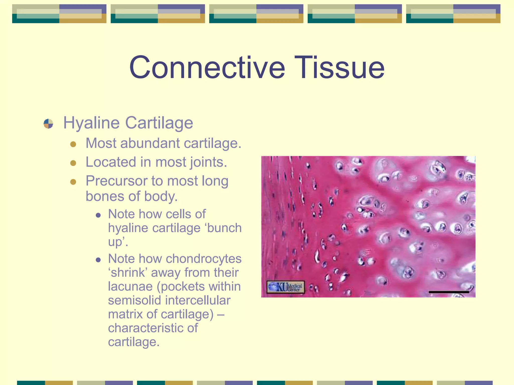 Histology Slides.ppt