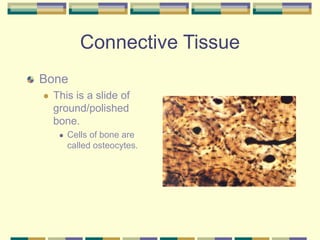 Histology Slides.ppt