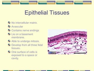 Histology Slides.ppt salem f gerbadi 848 | PPT