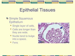 Histology Slides.ppt salem f gerbadi 848 | PPT