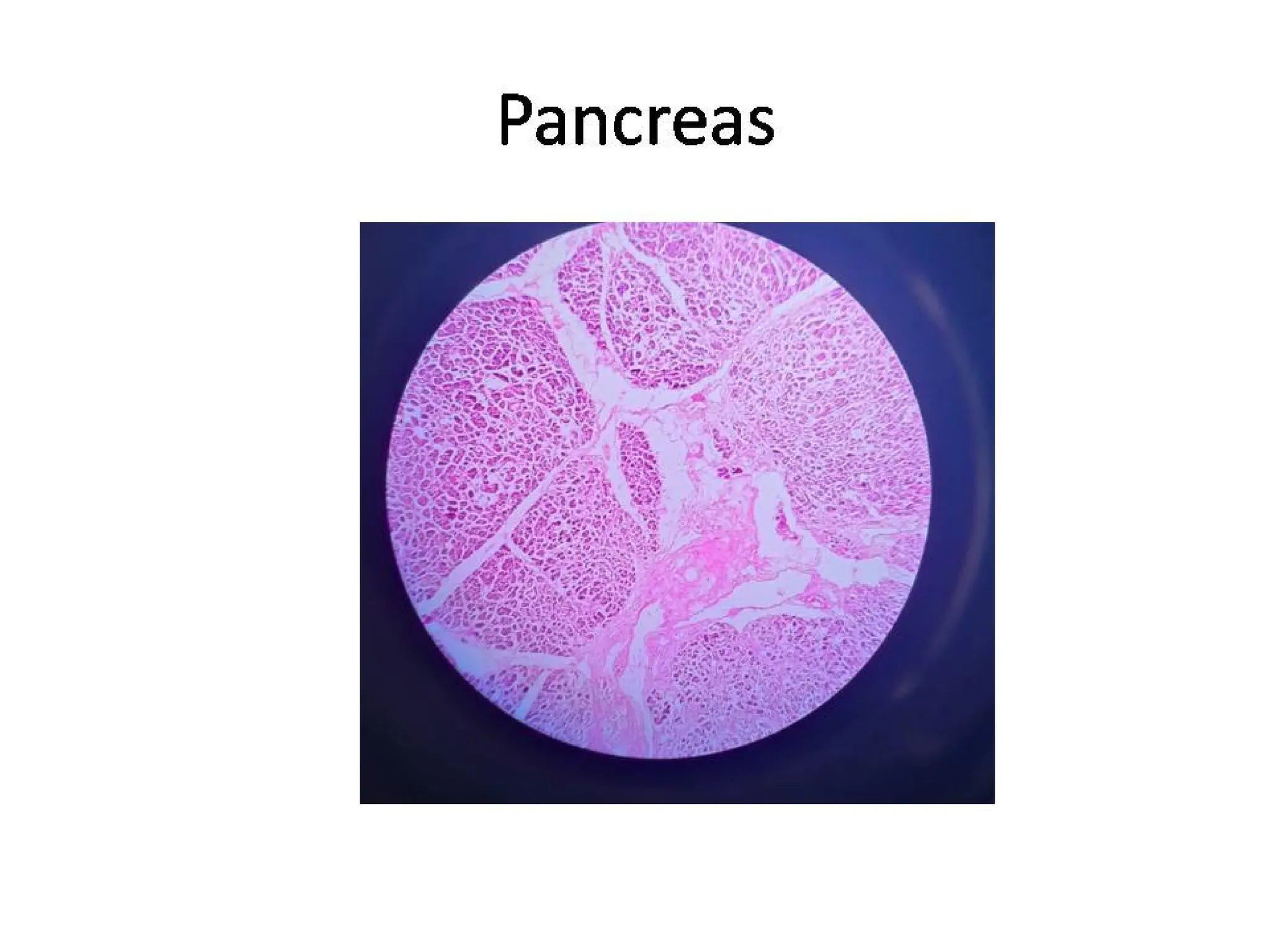 Histology slides of anatomy important.pptx
