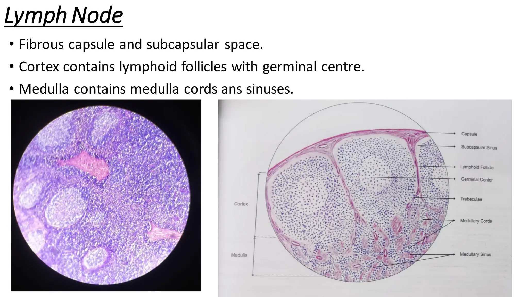 Histology Slides (40).pdf mbbs first year | PDF