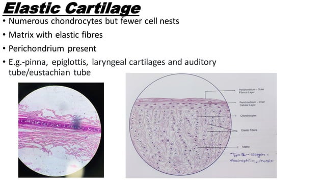 Histology Slides (40).pdf mbbs first year | PDF