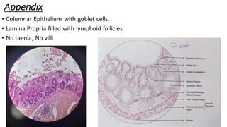 Histology Slides (40).pdf mbbs first year | PDF