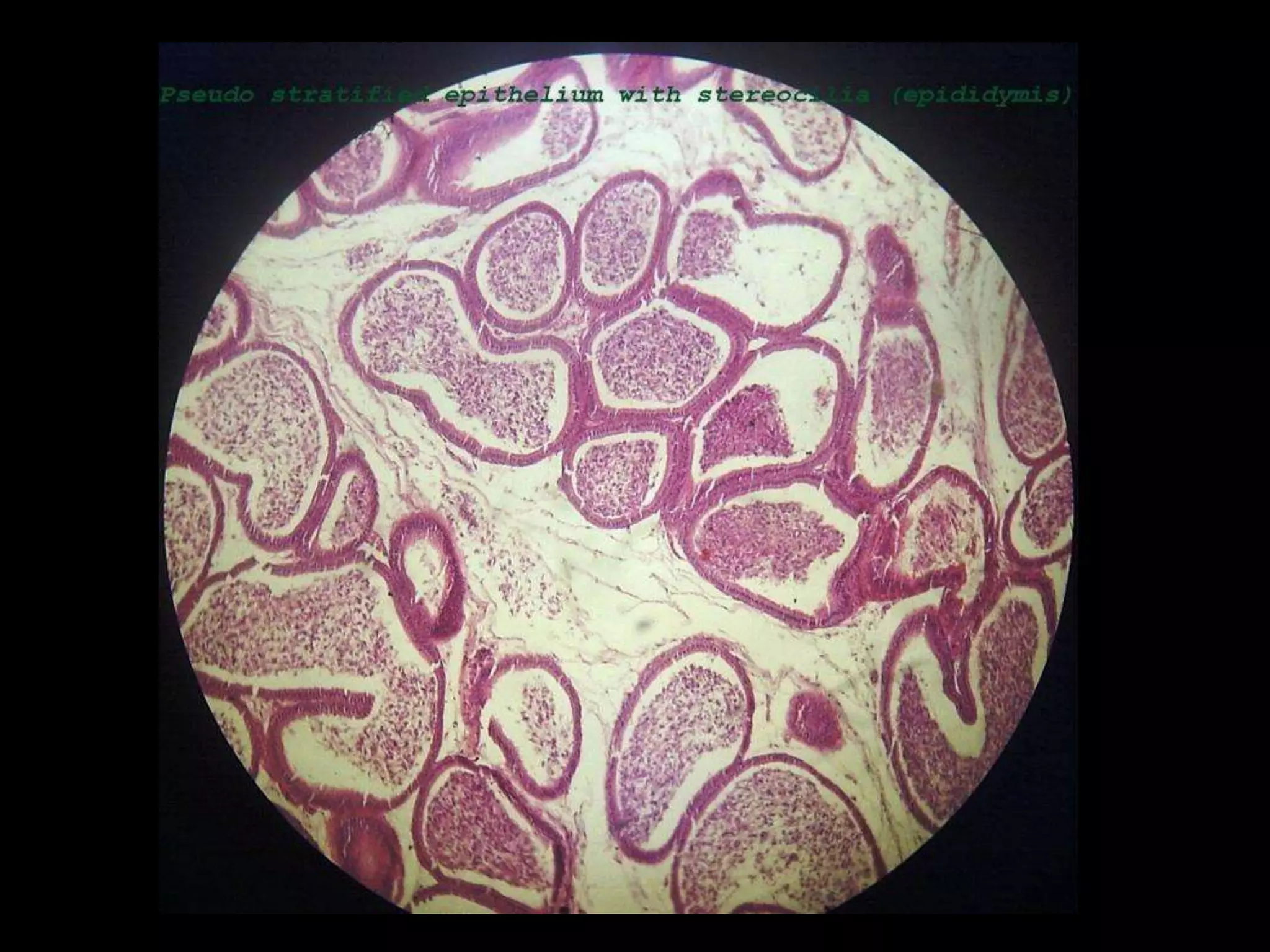 Histology slides snapshots (first year mbbs) | PPTX