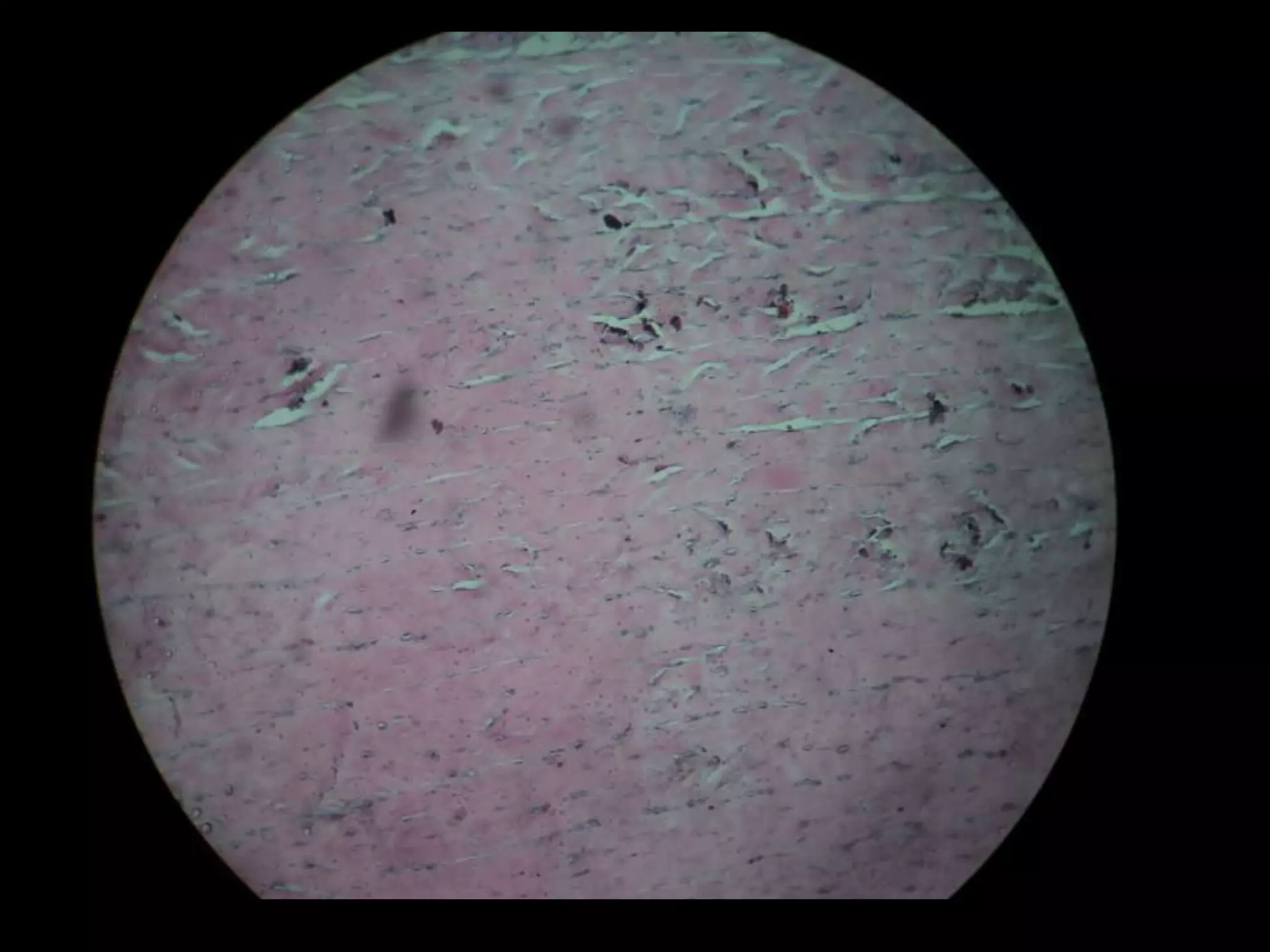 Histology slides snapshots (first year mbbs) | PPTX