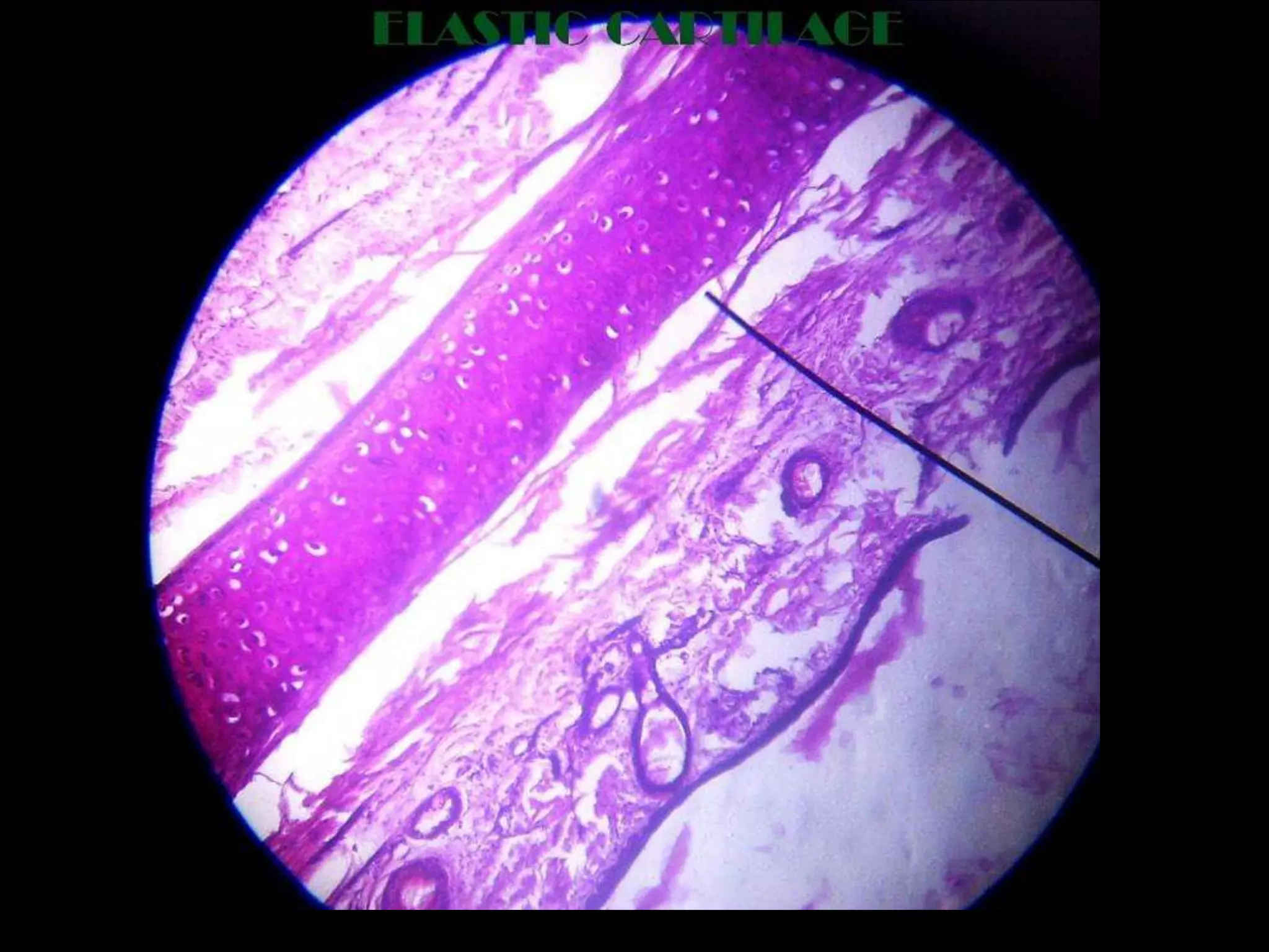 Histology slides snapshots (first year mbbs) | PPTX