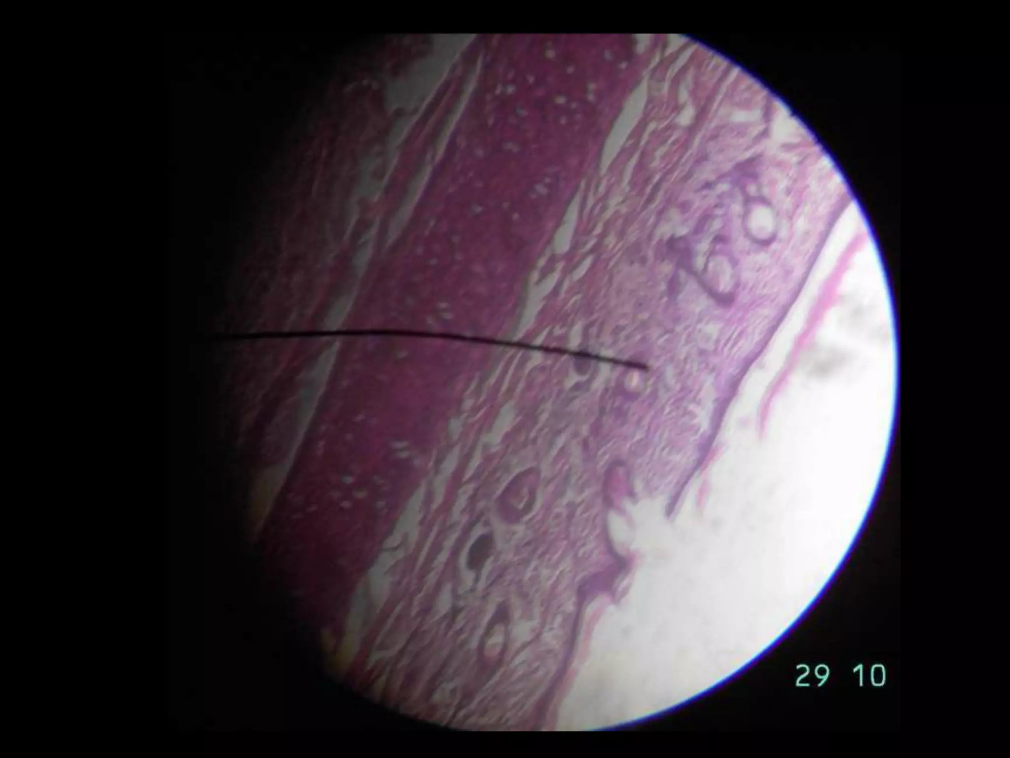 Histology slides snapshots (first year mbbs) | PPTX