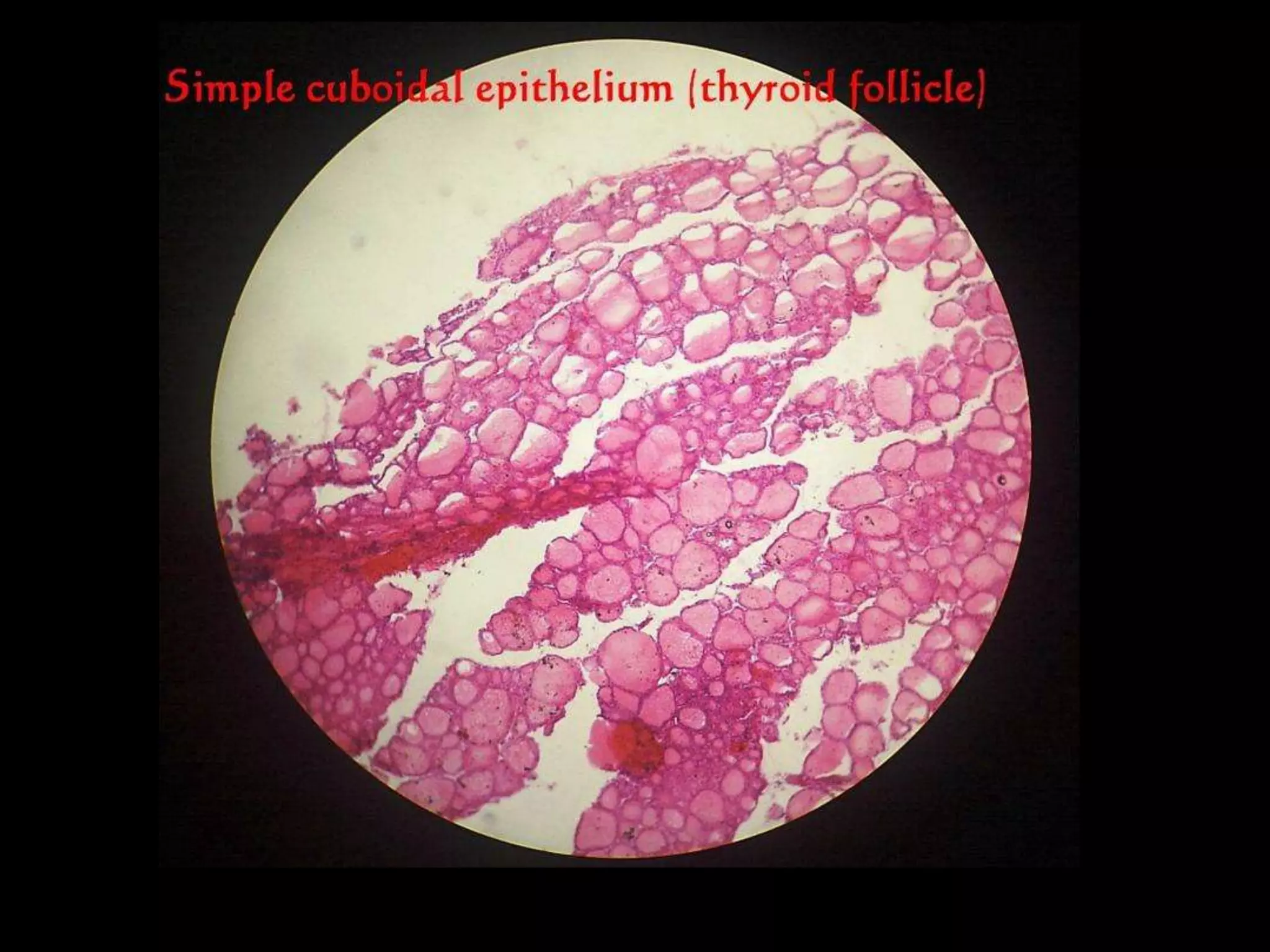 Histology slides snapshots (first year mbbs) | PPTX