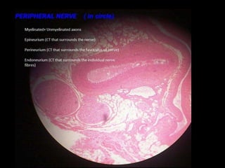 Histology slides snapshots (first year mbbs) | PPTX