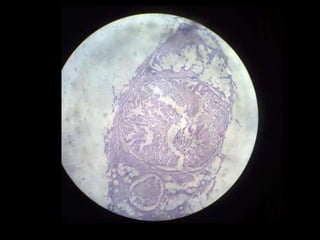 Histology slides snapshots (first year mbbs) | PPTX