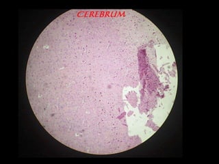 Histology slides snapshots (first year mbbs) | PPTX