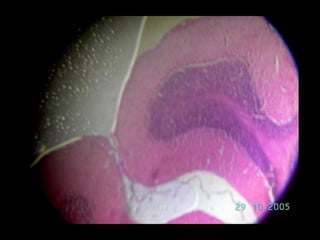 Histology slides snapshots (first year mbbs) | PPTX
