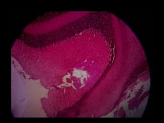 Histology slides snapshots (first year mbbs) | PPTX