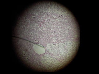 Histology slides snapshots (first year mbbs) | PPTX