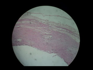Histology slides snapshots (first year mbbs) | PPTX
